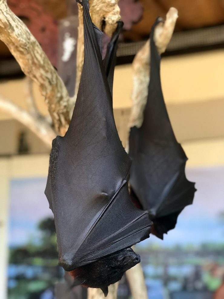 Lordların adası Bali'nin, cennet diyar bölgesi Ubud | Denemenlazım